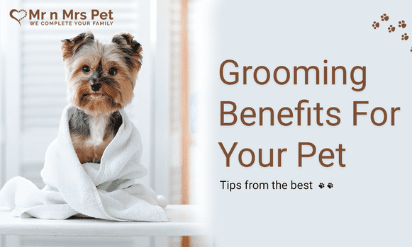 WHY ARE GROOMING AND STYLING ESSENTIAL FOR EVERY PET? | by mrnmrspet ...