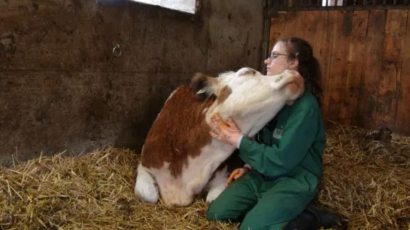 Opinion; Human Interaction Vs. Zoom calls with Cows | by Mackenzie ...