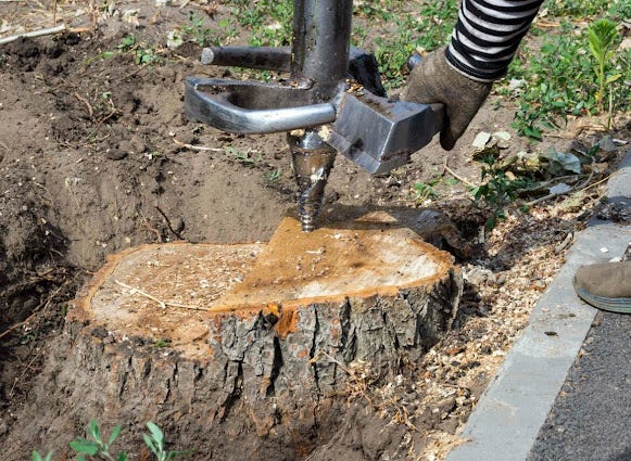 How Stump Removal Can Improve Your Property? | by The Tree Company ...