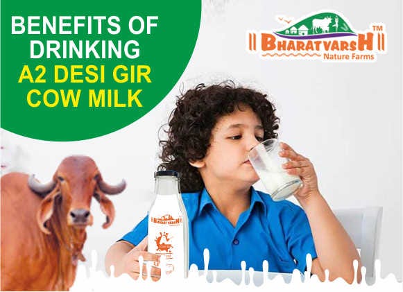 BENEFITS OF DRINKING A2 DESI GIR COW MILK | by Bharatvarsh Nature Farms | Dec, 2023 | Medium