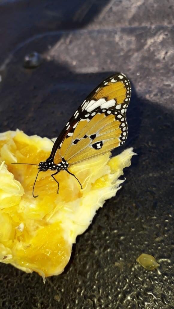 The Butterfly. A Haiku. An Encounter With Winged… | by Lynette Clements ...