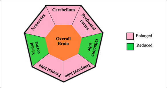 Different selection pressures on different brain regions in primate ...