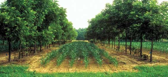 Bring Back the Trees on Agricultural Fields! | by Thuận Sarzynski ...