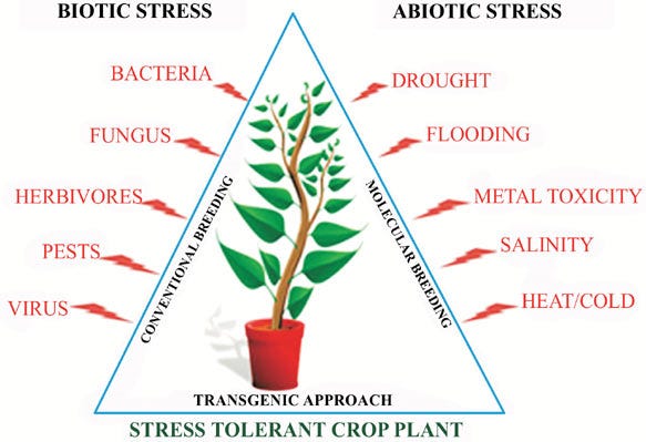 The problem of plant stress. Plants are constantly influenced by… | by ...
