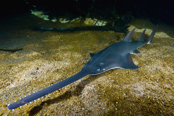 Prehistoric Sawfish