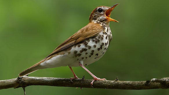 The Silent Spring: demise of songbirds is changing our experience of ...