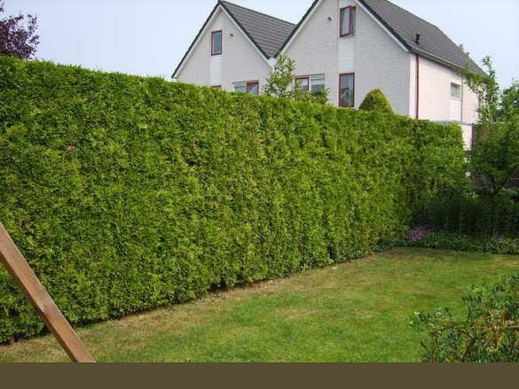 Cypress Trees For Privacy