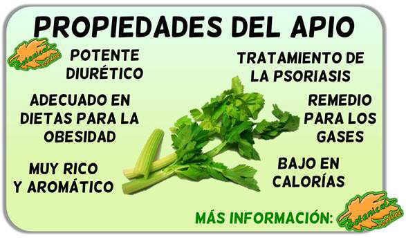 Propiedades Que Tiene El Apio: Beneficios Para La Salud | by Karen ...