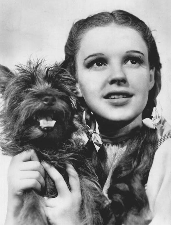 TOTO - $TOTO. Undeniably, the most famous dog in… | by Toto | Oct, 2024 ...