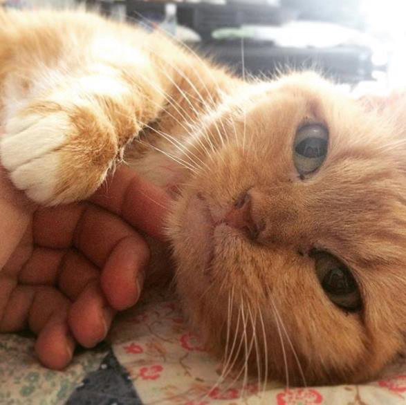 The Secret to Enjoying the Internet: Pretending to be Your Cat | by ...