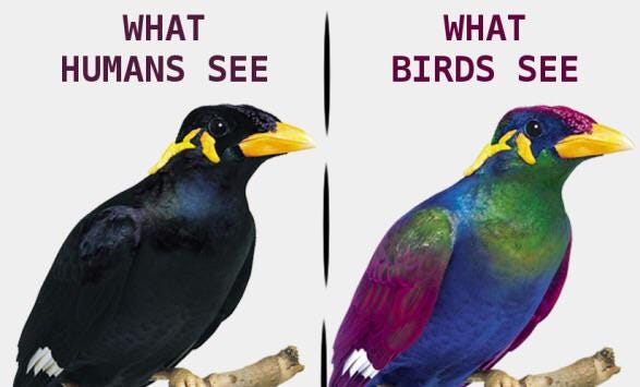 Can you see me now?. [How different animals see the world] | by ...