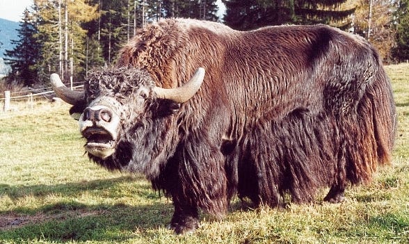Prescriptive, Top-Down “Agile Transformation” is Wasteful Yak-Shaving ...
