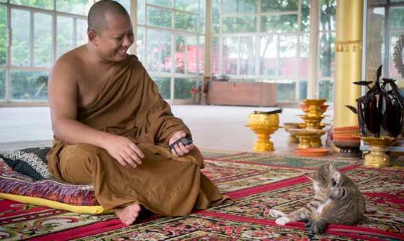 Cats, Temples, and the Art of Divine Loitering | by Avery de Wolfe | Exploring Echoes | Medium