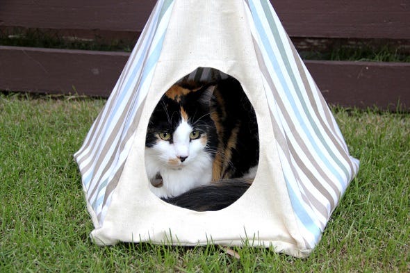 7 DIY Projects To Pamper Your Furry Pet | by Alore | The Productivity ...