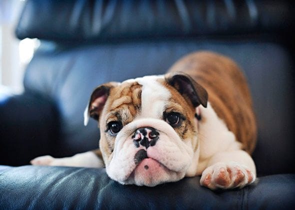 DISCOVER WHY BRACHYCEPHALIC (PUNCH FACE) DOG BREEDS ARE INDIA’S MOST ...