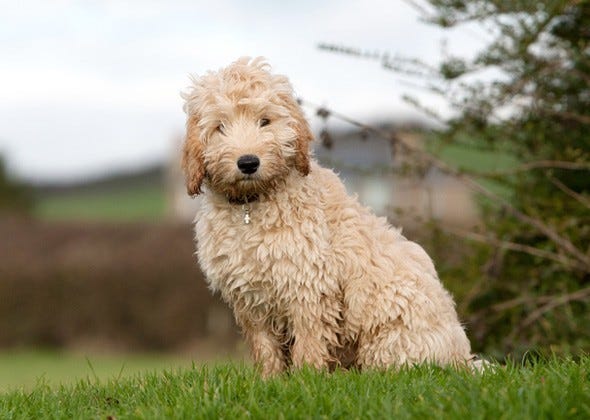*TRAINING YOUR DOG ON WHERE TO 💩 POOP* | by Kennel Club Token | Medium