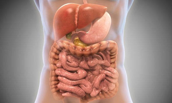 Unveiling the Importance of Bile and Stomach Acid: A Balanced ...