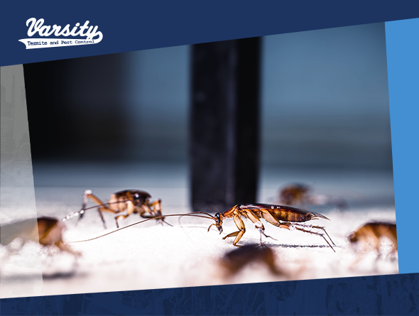 Effective Cockroach Control for Your Space in Gilbert - Varsity Termite ...
