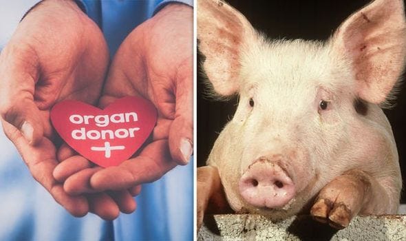 A Heart from a Pig: How a Genetically Modified Pig Heart Was ...