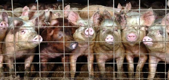 Hell is Actually Here on Earth. The Truth About Factory Farms | by ...