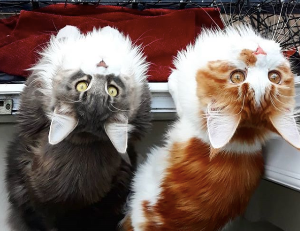 What You Have in Common With Your Cat | by Zulie Rane | Tenderly