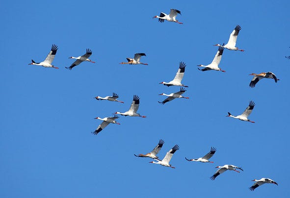 The sabirian bird roadmap The sabirian bird move to Florida in winter ...