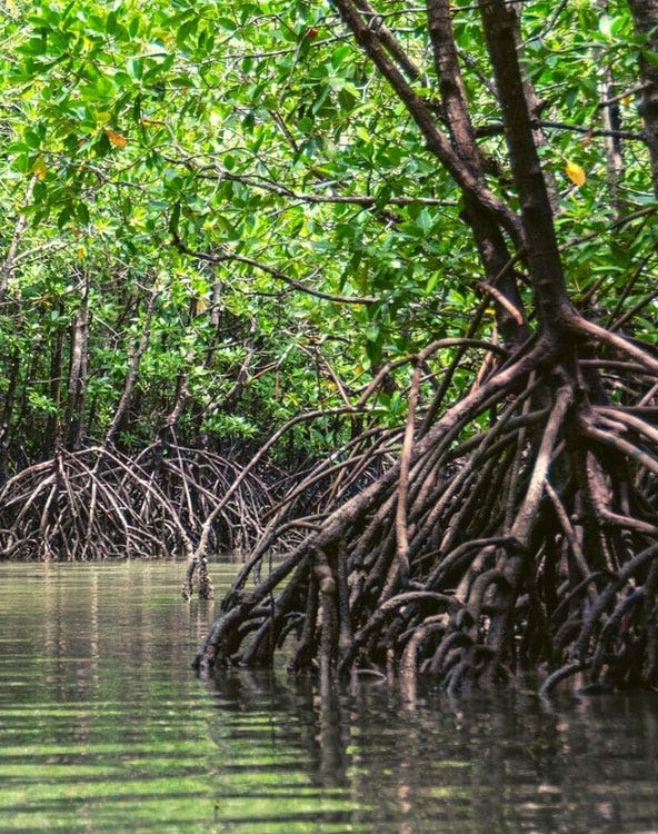 The Sundarbans Tales: Folklore, Myths, and Legends of the Enigmatic ...