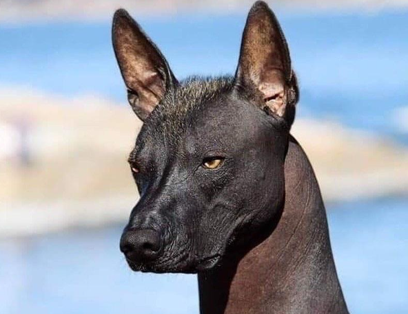 Aquarius’ Pawfect Match: Top Dog Breeds for Water Bearers | by E.E ...
