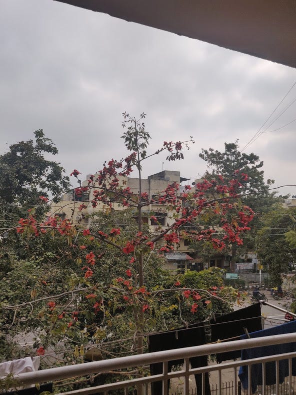 Happy New Year. The Semal tree very close to our house… | by Bharat ...