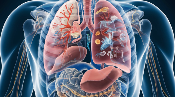 Microplastics in the Human Body: Health Implications | by Mehmood ...
