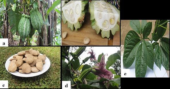 Oyster Nut: Ethnobotanical Insights from Northern Tanzania | by ...