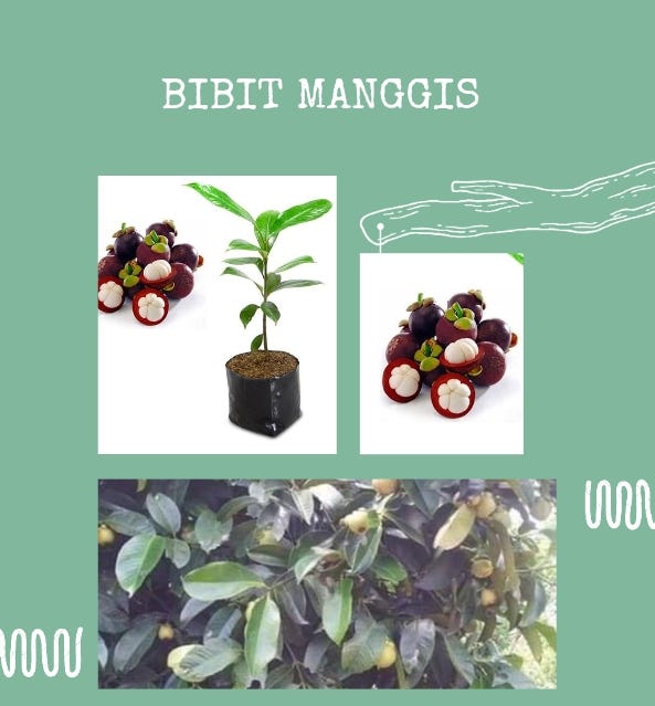 TERMURAH !!, CALL 0813–2868–0537 Bibit Manggis Bersertifikat Tambak ...