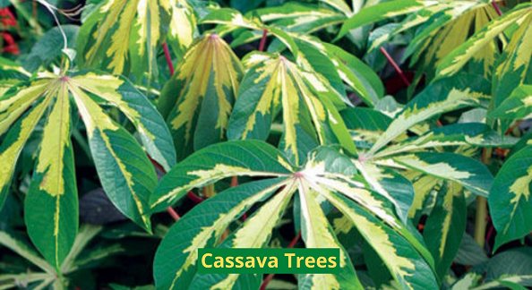 5 Growing Tips for Cassava Trees (Variegated Tapioca) | by Leaf Baba ...