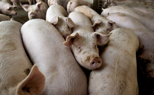 Eating Animals. In Eating Animals, author Jonathan Foer… | by Julia ...