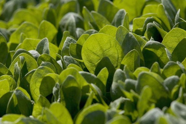 Spinach and Carbon Nanotube for Detection of Explosives | by Nanografi ...