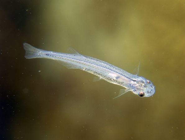 Is the Candiru Real?. If you decide to empty your bladder in… | by ...