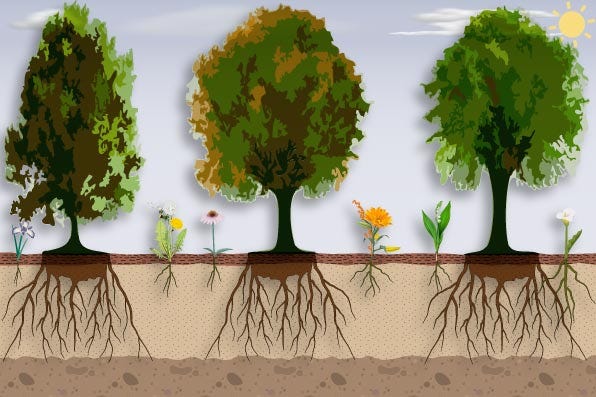 The world of plants, communication between plant species in nature ...