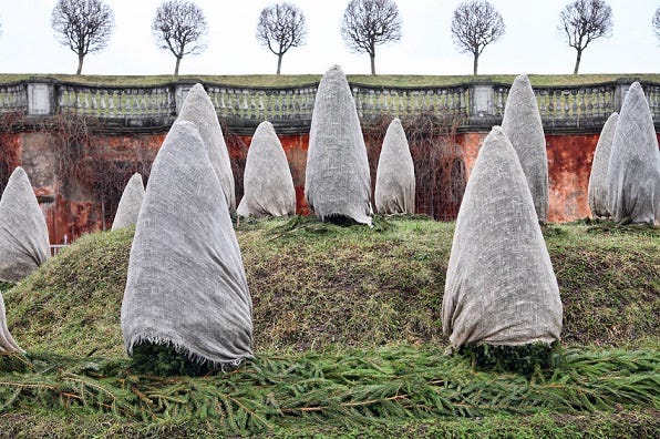 Protecting Young Trees During the Winter | by Arboriculture Services ...
