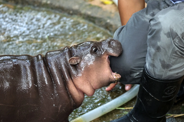 Moo Deng: The Adorable Hippo Taking Over the Internet. | by Dhairya ...