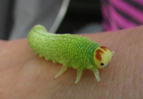 When Compassion Kills (Caterpillars) | by Jeff Suwak | Tenderly
