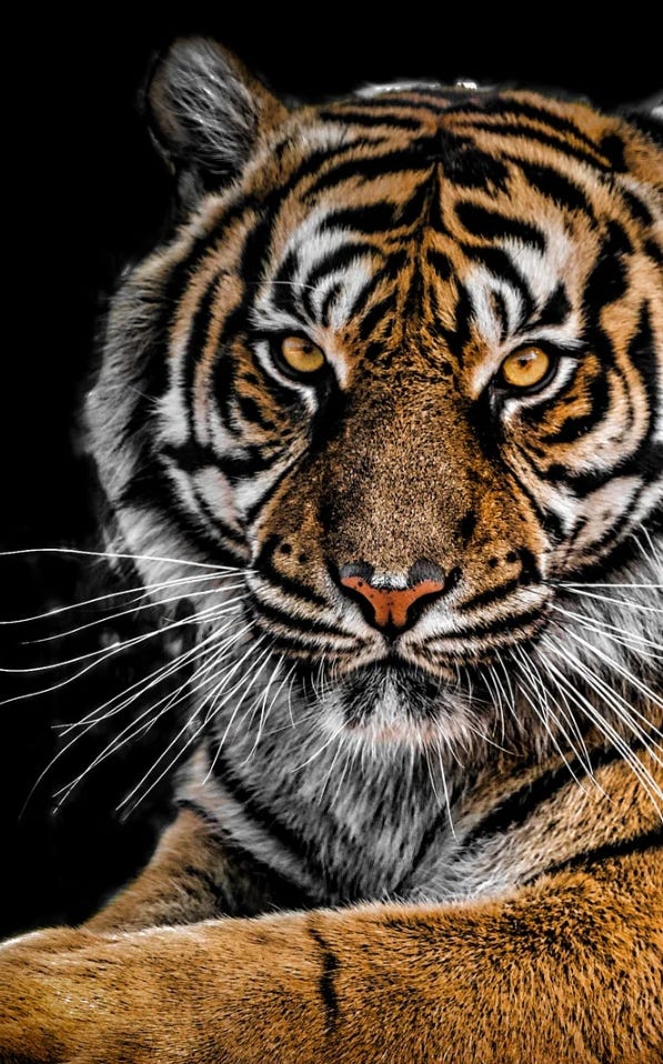 Time to pass judgement | by Confidence Chukwuemeka | Medium