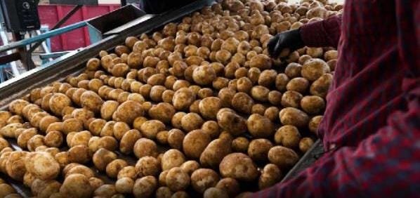 Exploring the Proximate Composition of Pakistani Potatoes by Suarza Pvt ...
