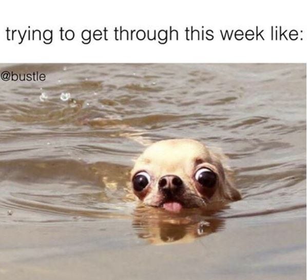 Top 5 Memes of the Week of June 27 | by Kevin Escalera | One Take At A ...