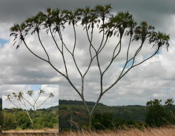 Binary trees, what are they?. I can still recall my introduction to ...