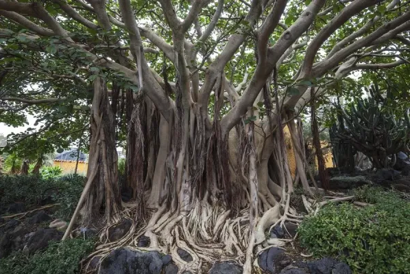 Strangler Fig Pattern Explained: The Safer Path from Monolith to ...