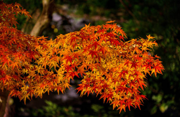 Bonfire Japanese MapleIntroduction | by Jennerbella | Aug, 2023 | Medium