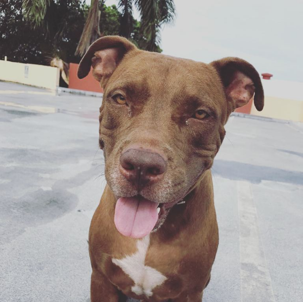 Vue’s new and improved prop.sync. In Vue 2.3, the .sync modifier, which… | by Mauro Perez ...