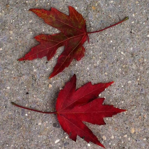 Reflections on the Essence of Autumn | by Sherry Atkinson | Good Vibes ...