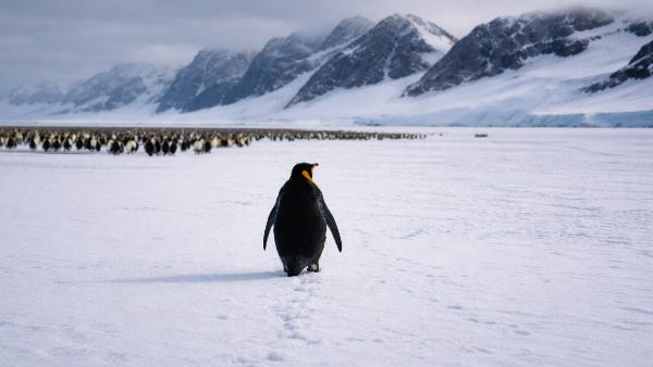 The Penguin Who Walked Away. A penguin turns left when everyone else ...