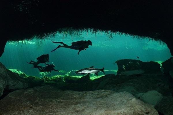 The Mysteries of Cenote Diving: An Investigation | by Go dive mexico | Sep, 2023 | Medium